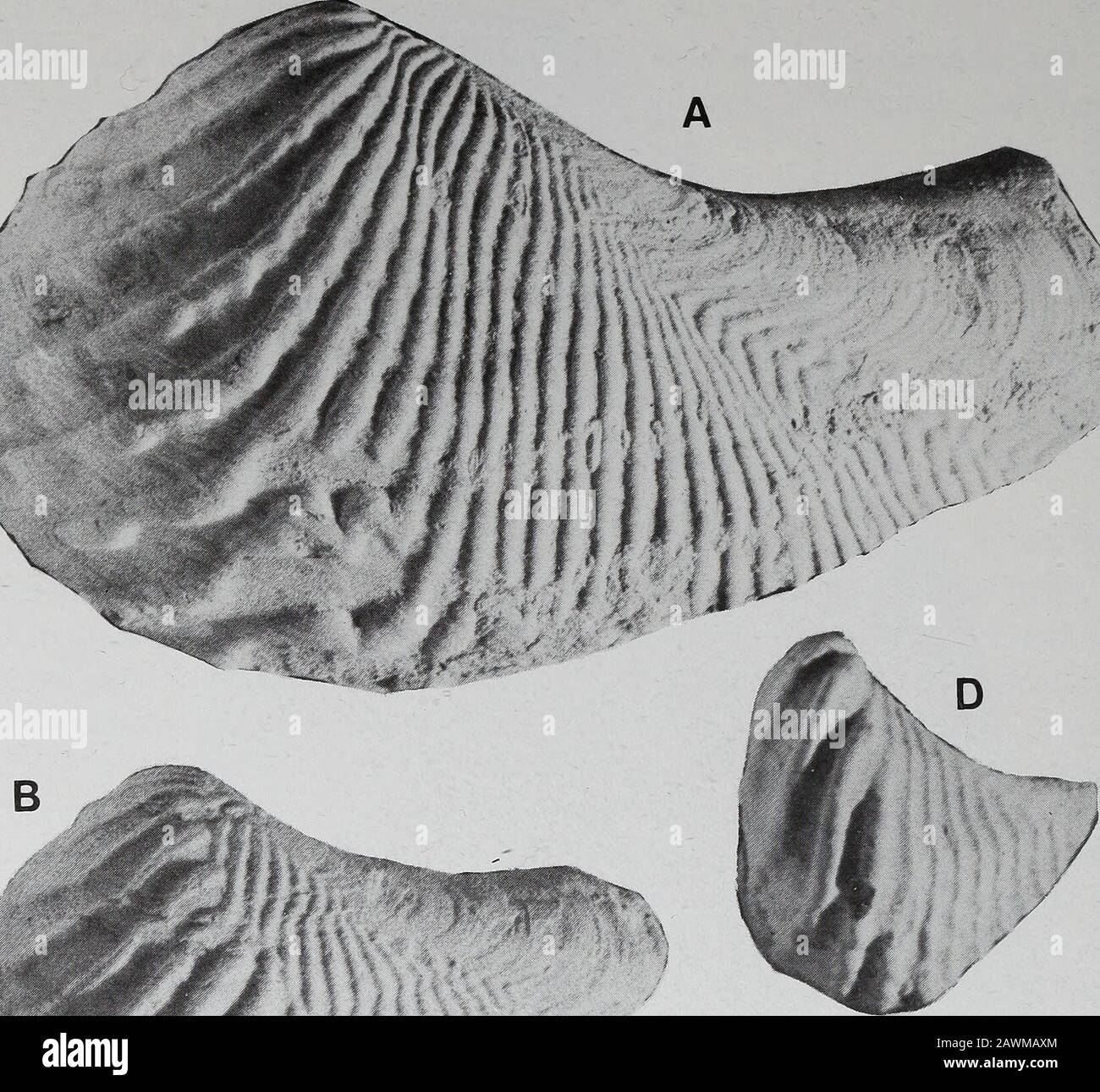 13 ribs hi-res stock photography and images - Alamy