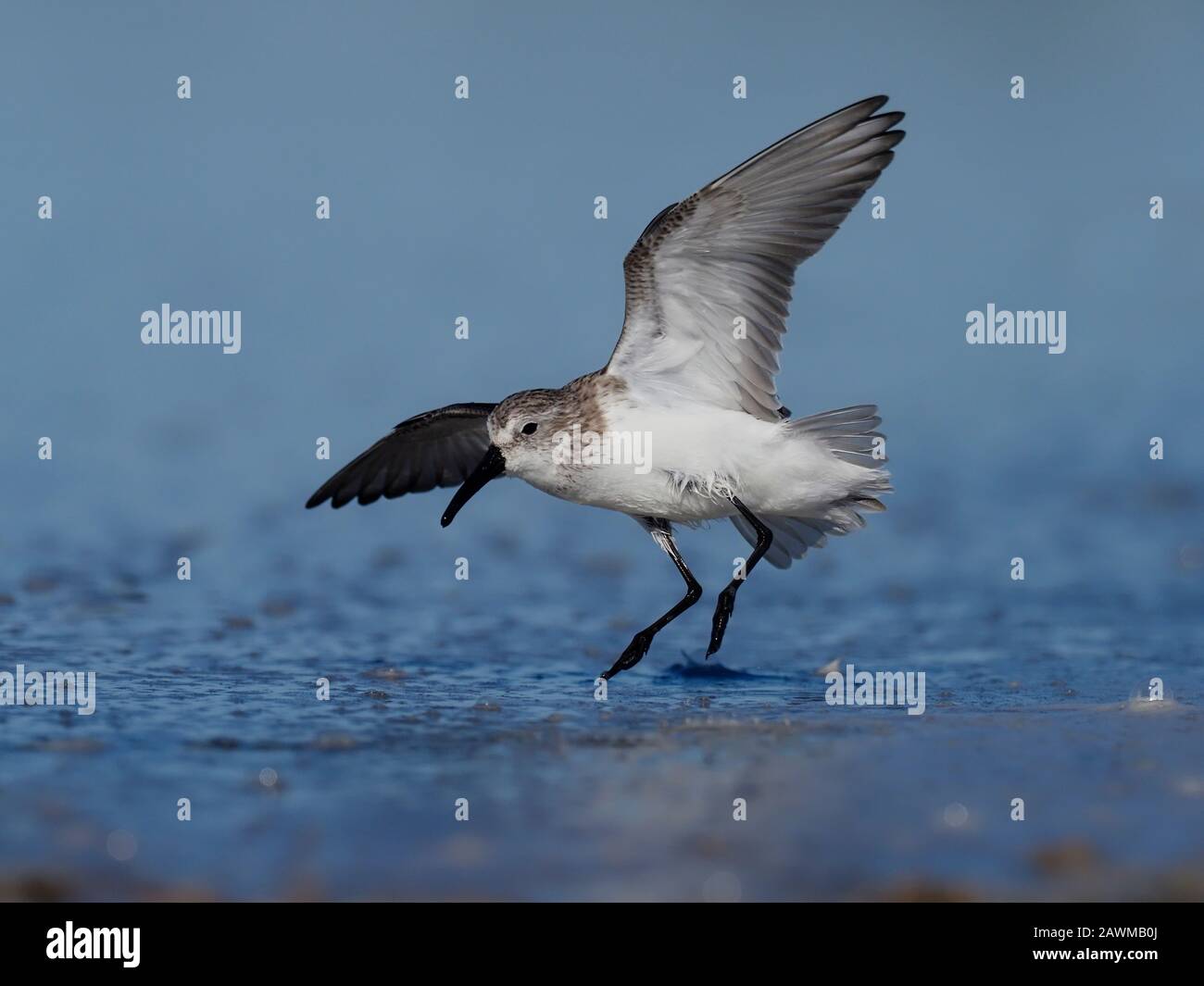 Sanderling, Calidris alba, Birds fighting and displaying, Baja ...