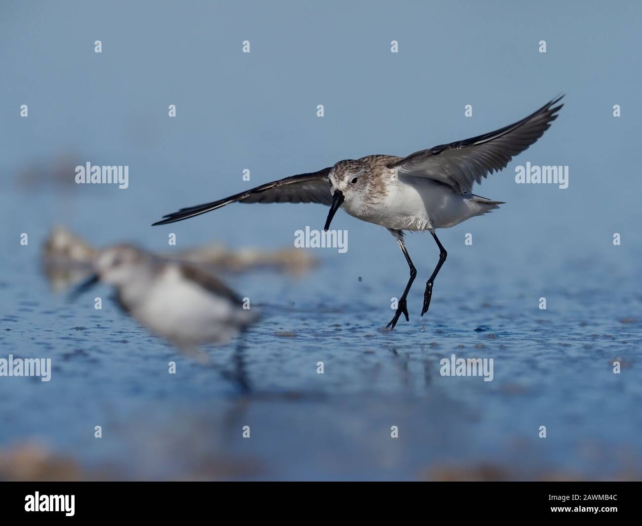 Sanderling, Calidris alba, Birds fighting and displaying, Baja ...