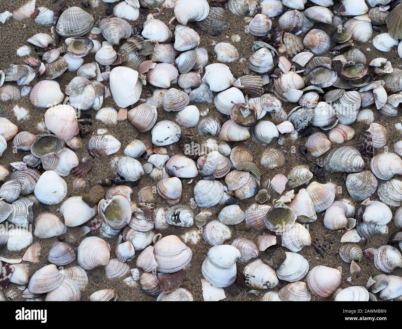 Sea shells on beach, Baja California, Mexico, January 2020 Stock Photo ...