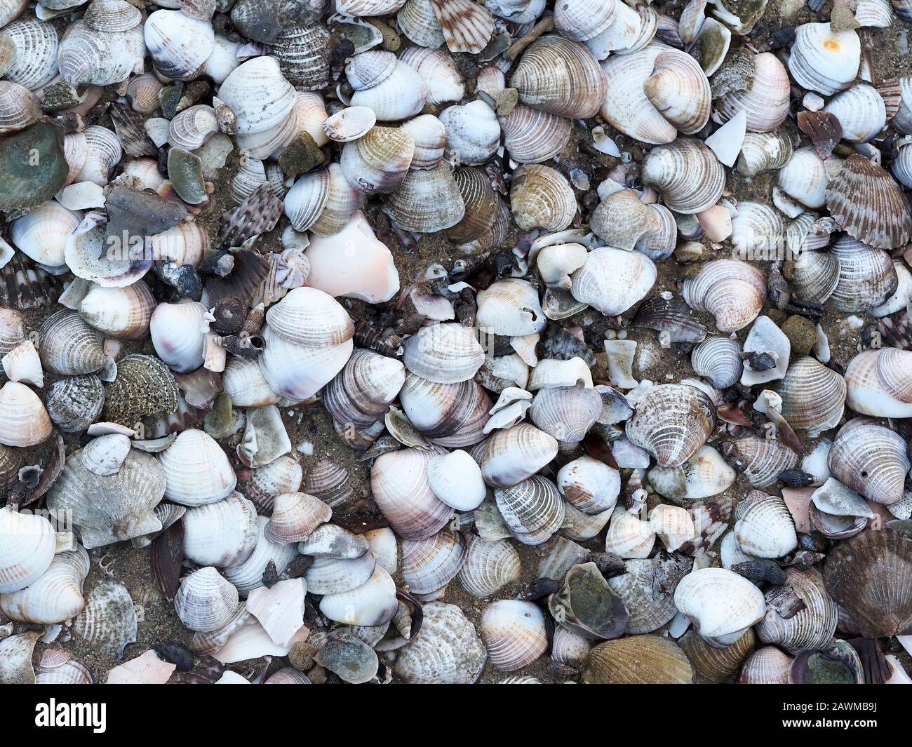 Sea shells on beach, Baja California, Mexico, January 2020 Stock Photo ...