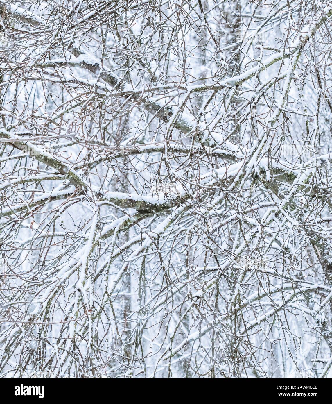 Snowing landscape, winter holiday concept - Fairytale fluffy snow ...