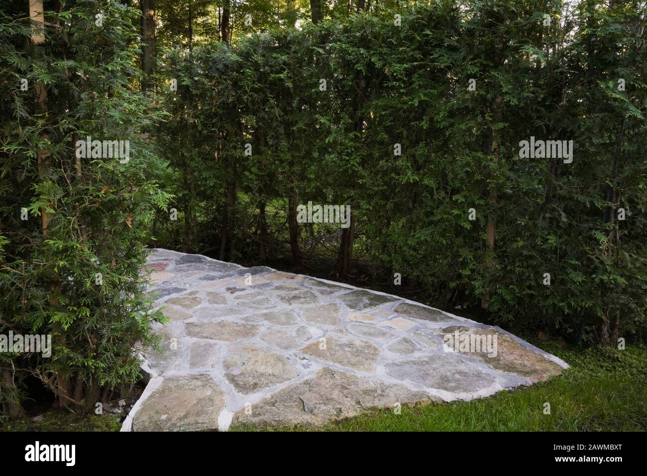 Flagstone path through two Thuja occidentalis - Cedar tree hedges in a ...