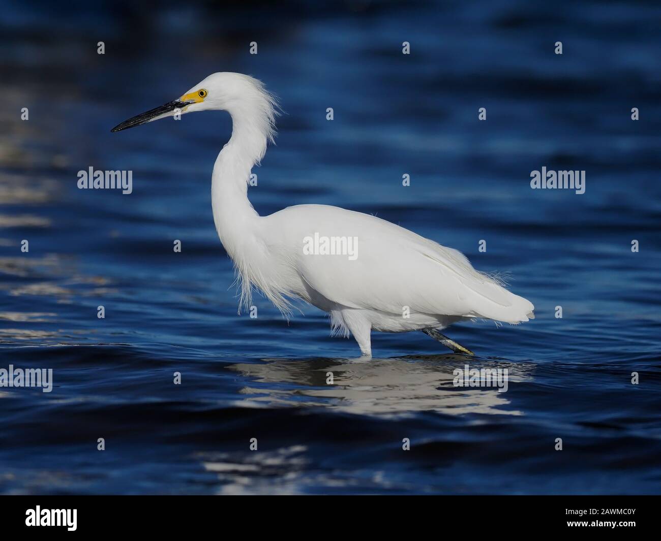 Snowy egret, Egretta thula, Single bird in water, Baja California ...