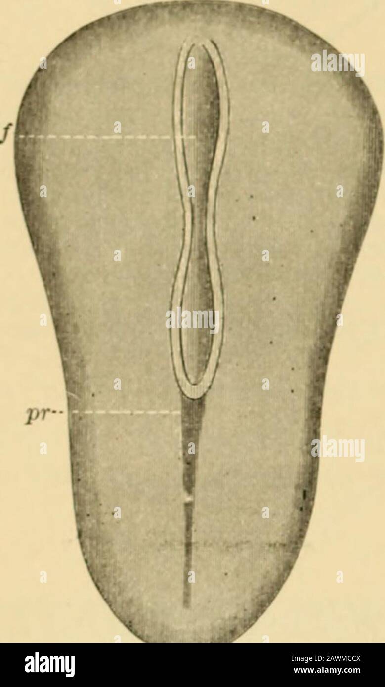 Amniotic cavity hi-res stock photography and images - Alamy
