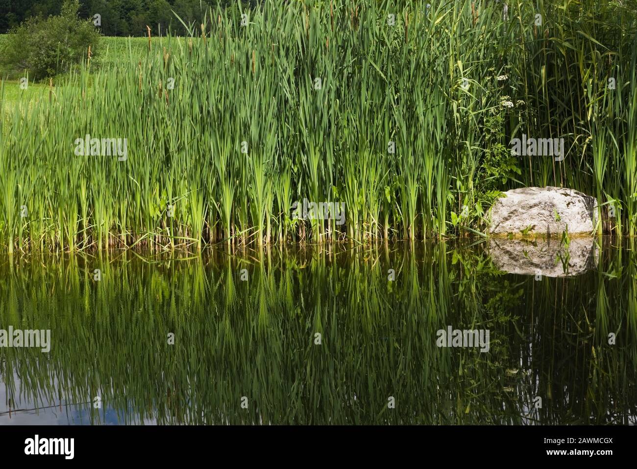 Cattails Pond High Resolution Stock Photography and Images - Alamy
