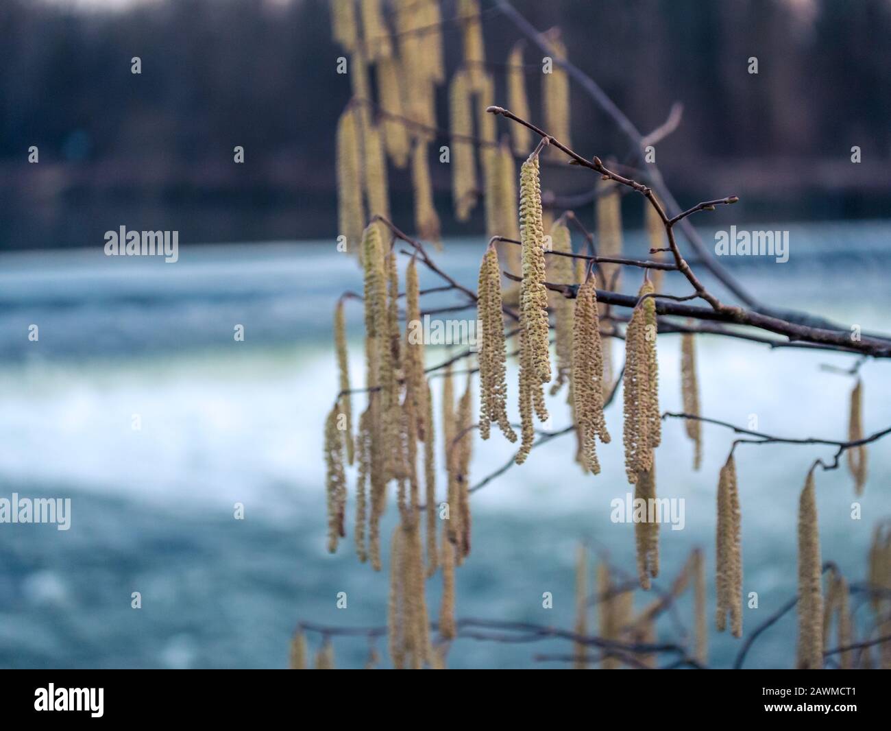 Hazelnut Allergy High Resolution Stock Photography and Images - Alamy