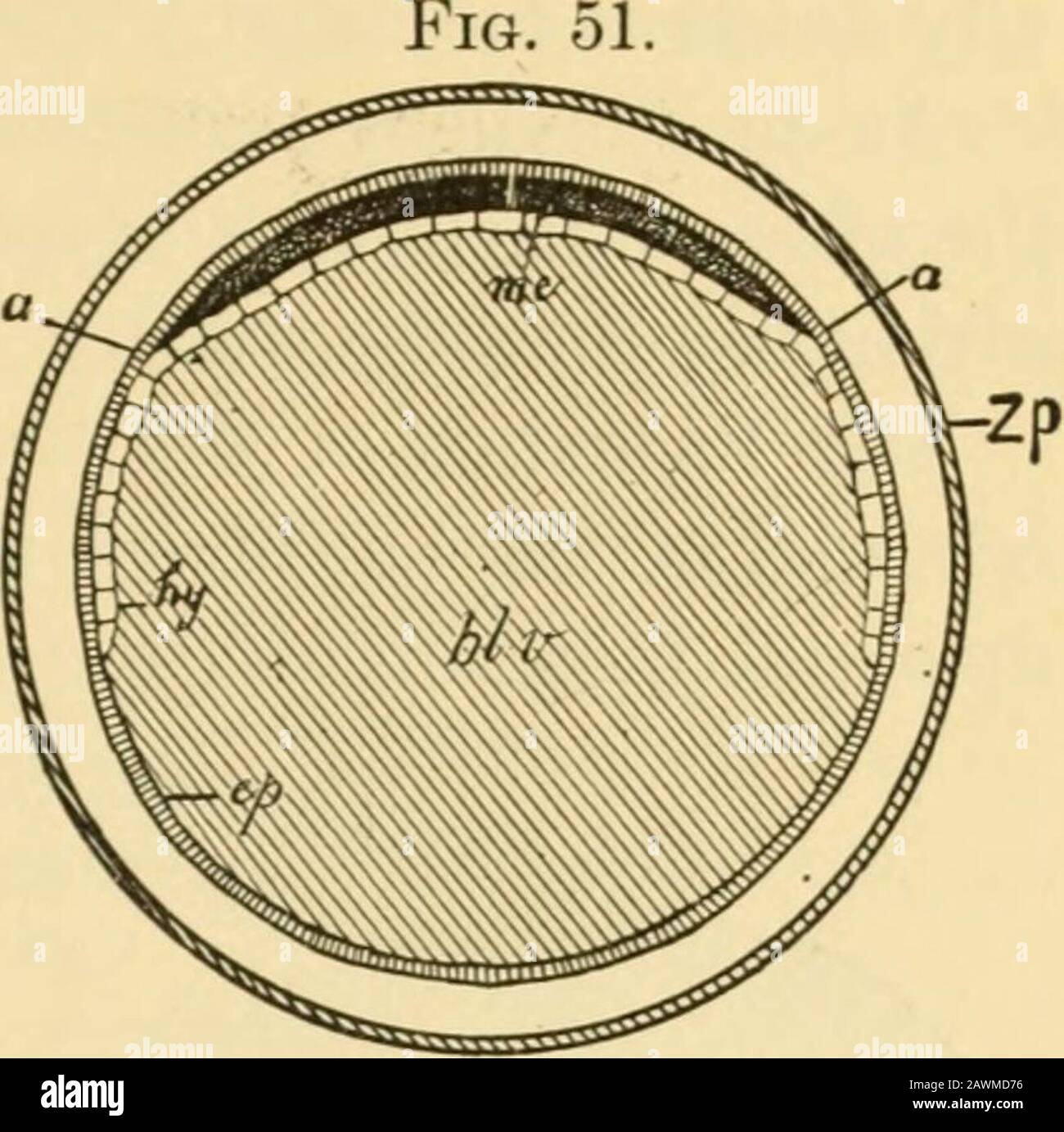 Stages of foetal development hi-res stock photography and images - Alamy