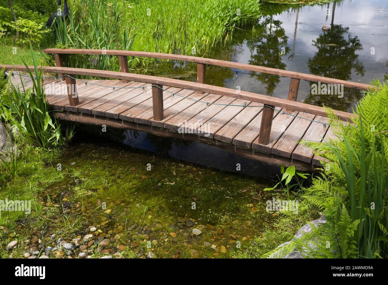 Brown wooden footbridge over pond with Pondeteria cordata - Pickerel ...
