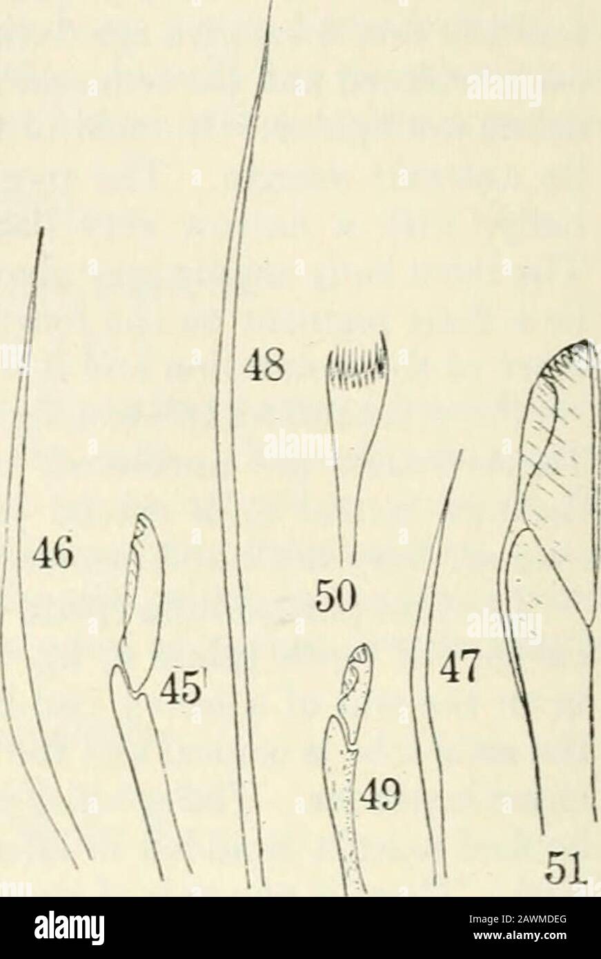 6 whole teeth hi-res stock photography and images - Alamy