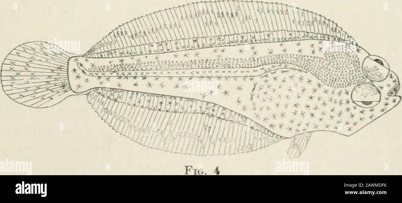 6 x 8 5 mm hi-res stock photography and images - Alamy