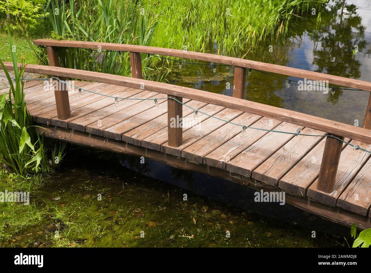Brown wooden footbridge over pond with Pondeteria cordata - Pickerel ...