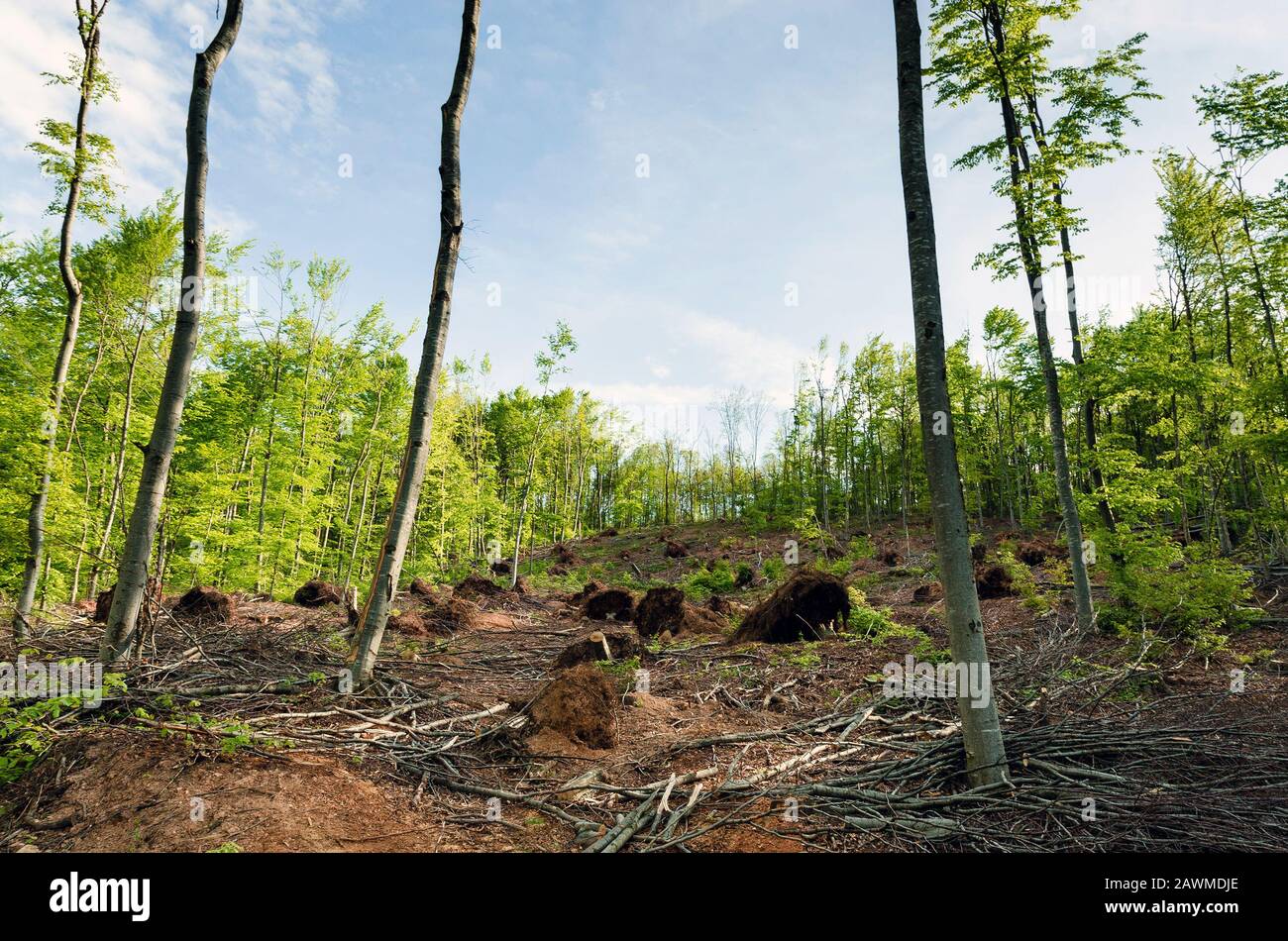 Landslide forest hi-res stock photography and images - Alamy