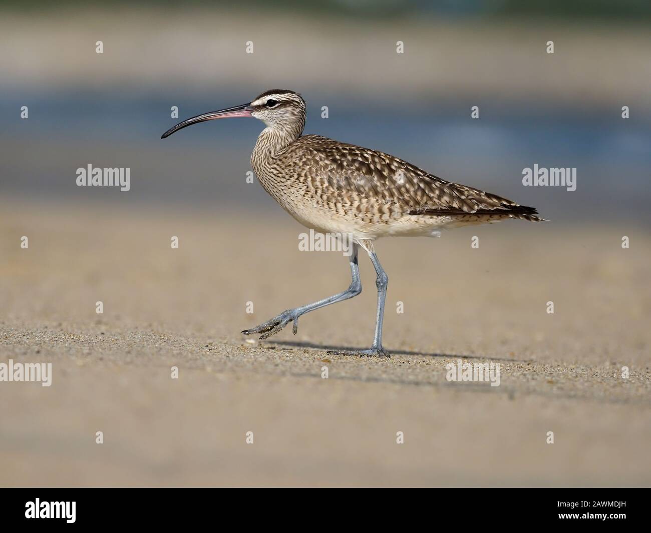 Whimbrel, Numenius phaeopus, Single bird on ground, Baja California ...