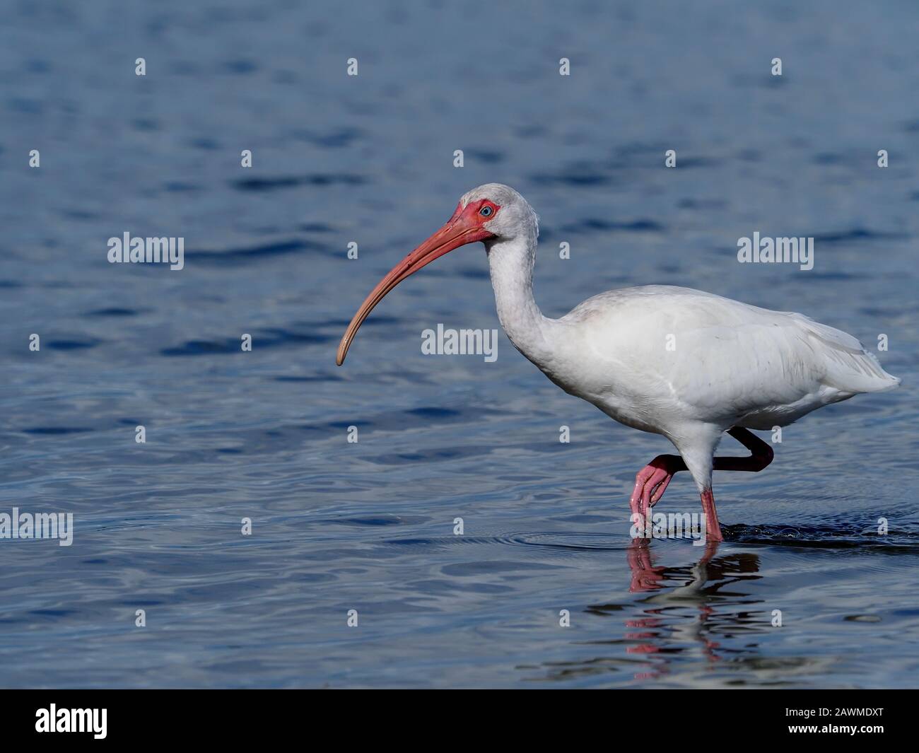 White ibis, Eudocimus albus, Single bird in water, Baja California ...