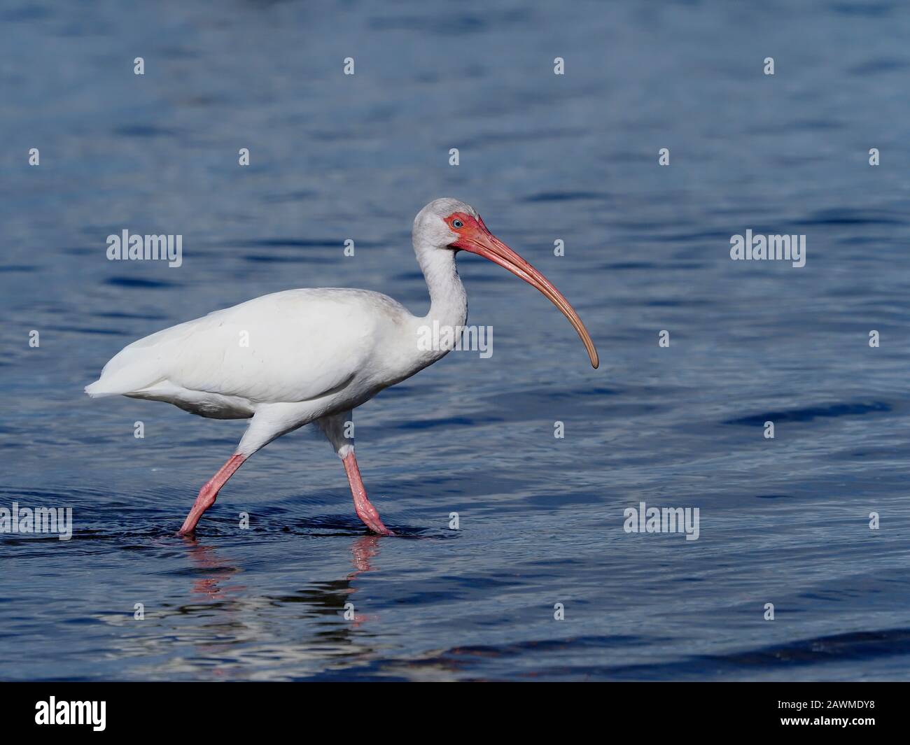 White ibis, Eudocimus albus, Single bird in water, Baja California ...