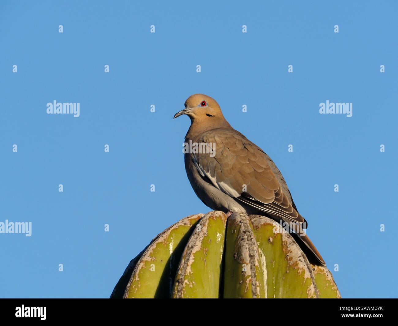 White-winged dove, Zenaida asiatica, Single bird on cactus, Baja ...