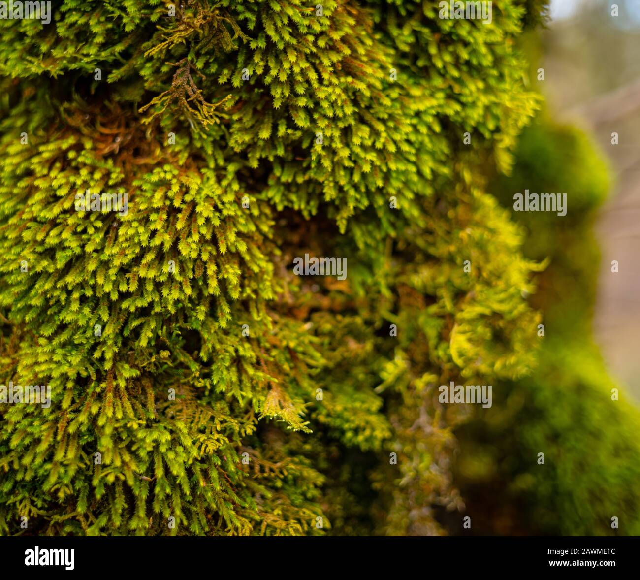 Moss seen on tree hi-res stock photography and images - Alamy