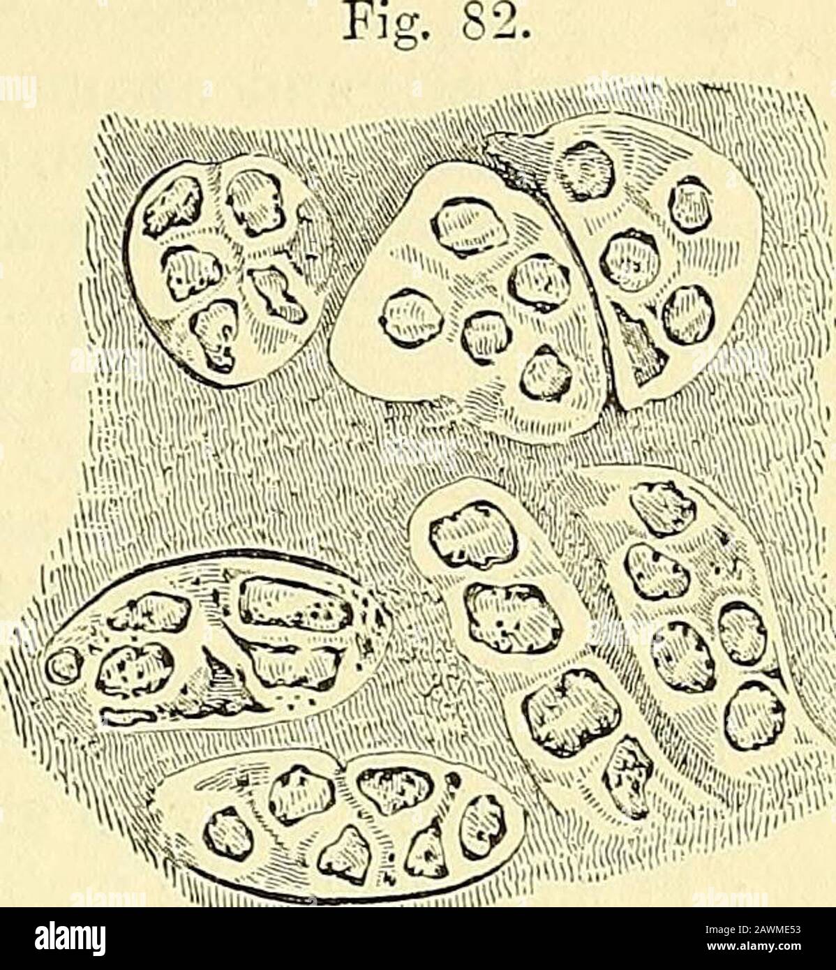 Surface columnar epithelium hi-res stock photography and images - Alamy