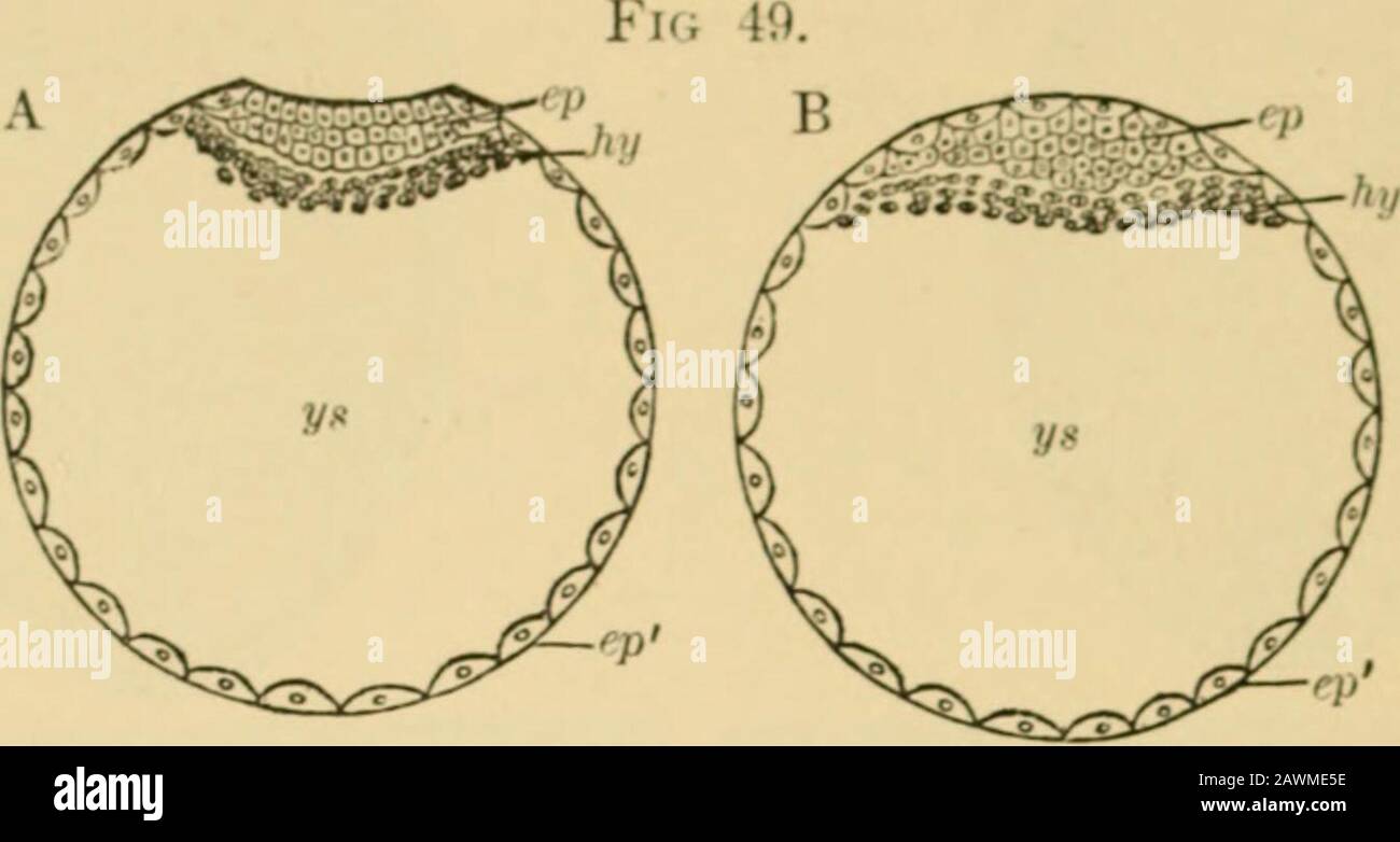 A system of obstetrics . (From Haddon): Diagrammatic Trans-verse ...