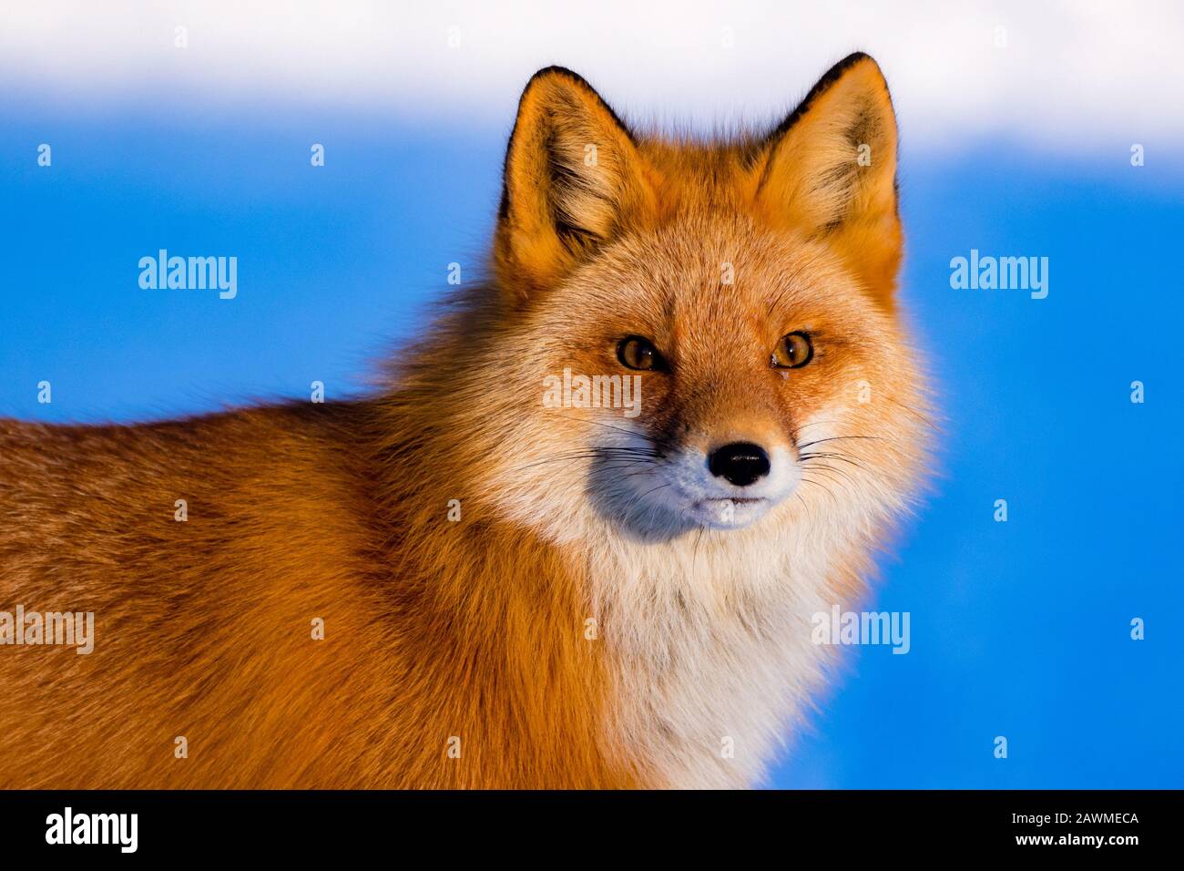 A Red Fox (Vulpes Vulpes) wondering why this crazy human is sitting on ...