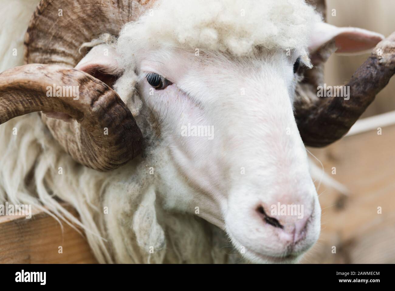 Big horned rams hi-res stock photography and images - Alamy