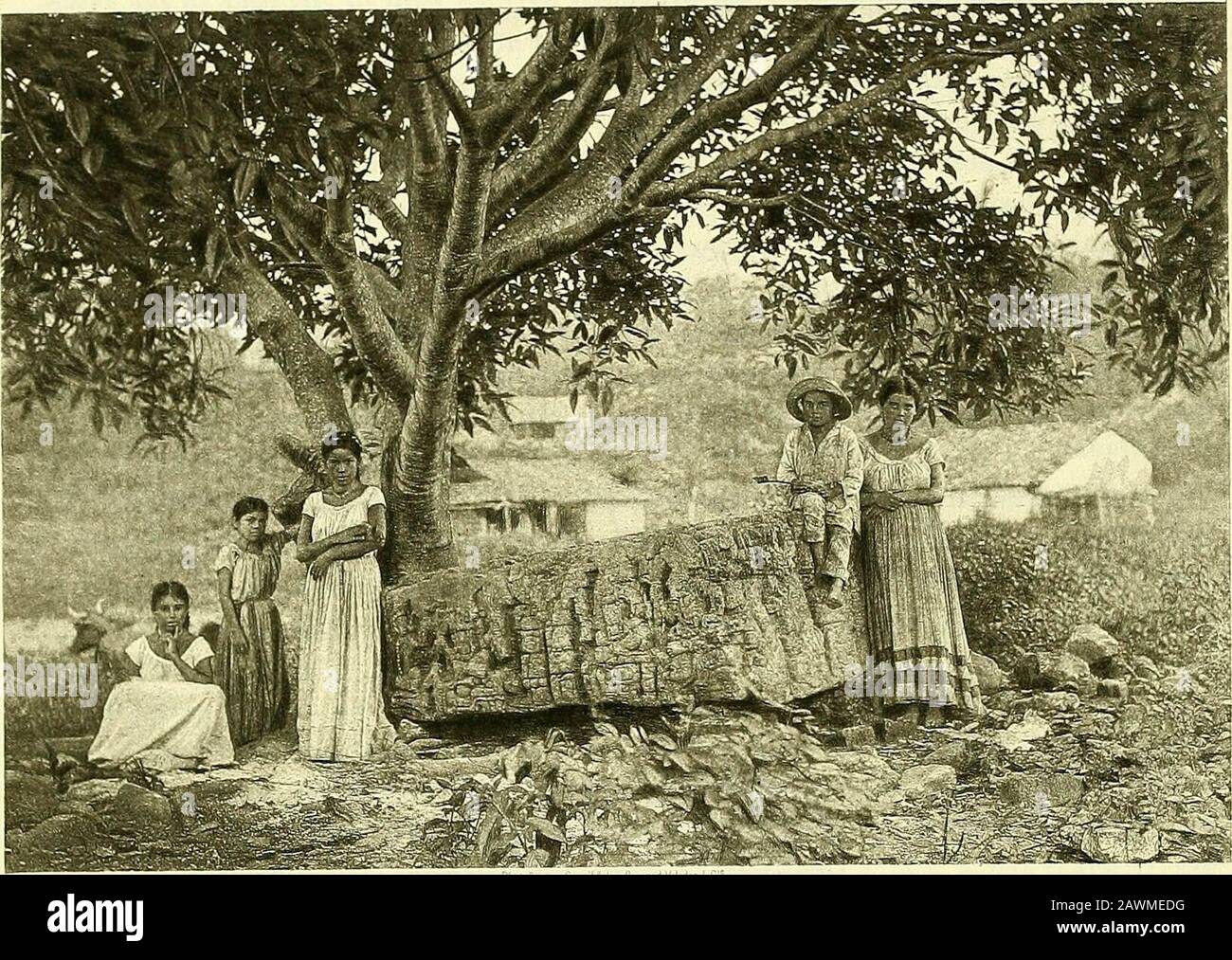 "Biologia Centrali-Americana, or, Contributions to the knowledge of the ...
