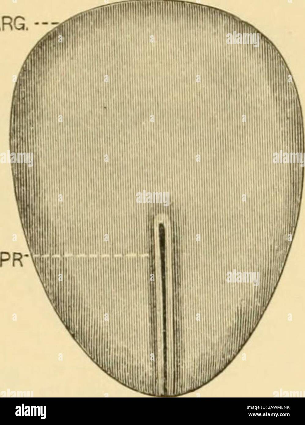 A system of obstetrics . Fig. 48. —ep Fig. 46.—Germinal or Embryonic ...