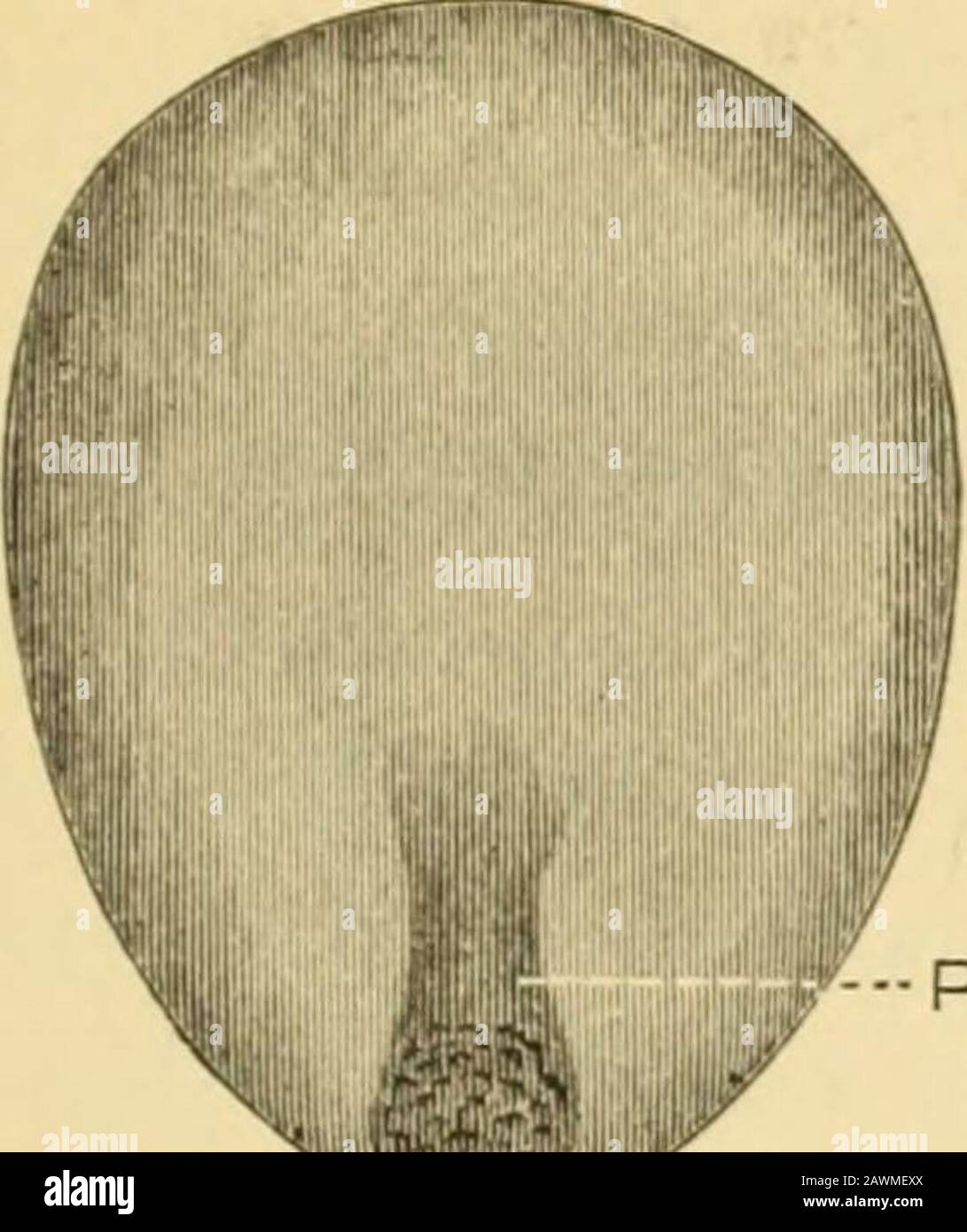 A system of obstetrics . the zona pellucida being omitted ; ag isagain ...