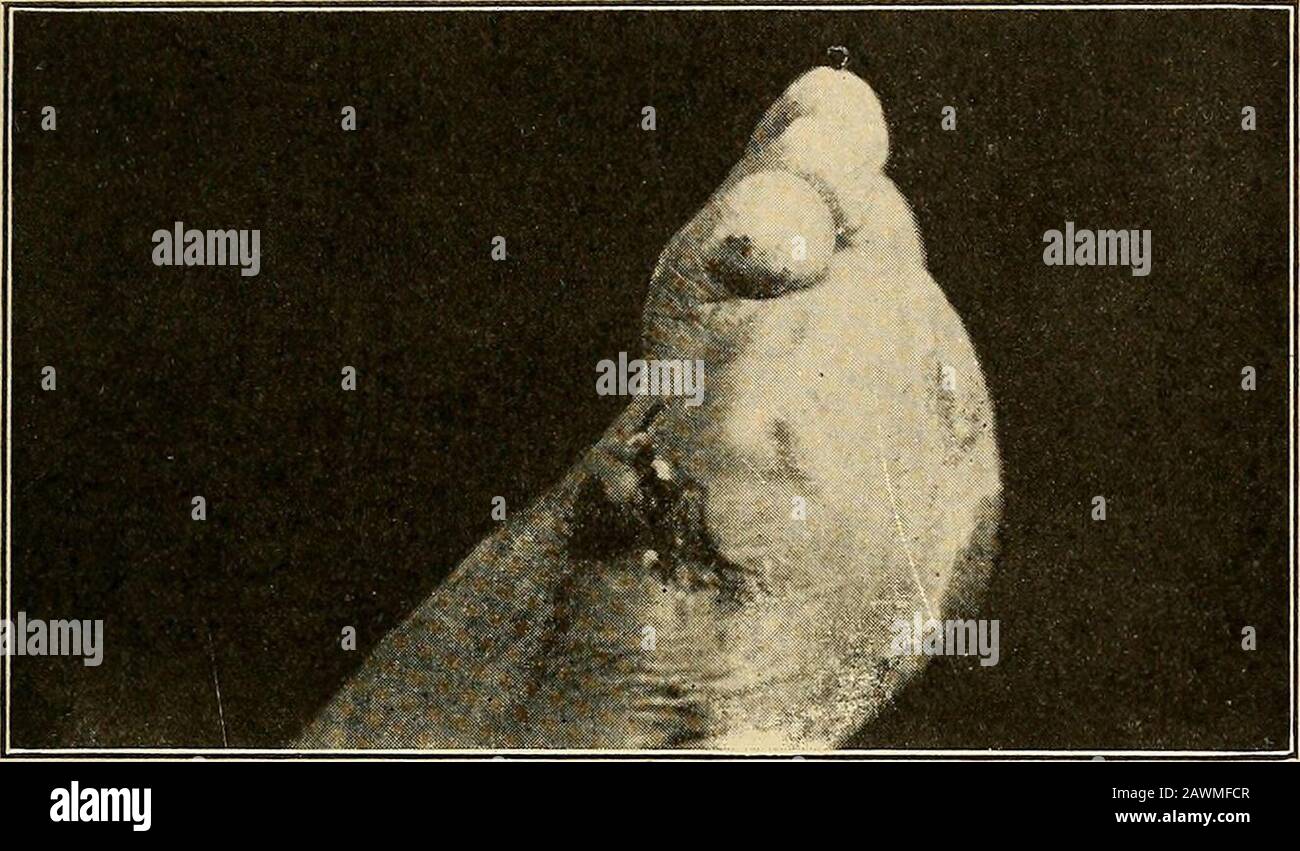 Creolin solution hi-res stock photography and images - Alamy