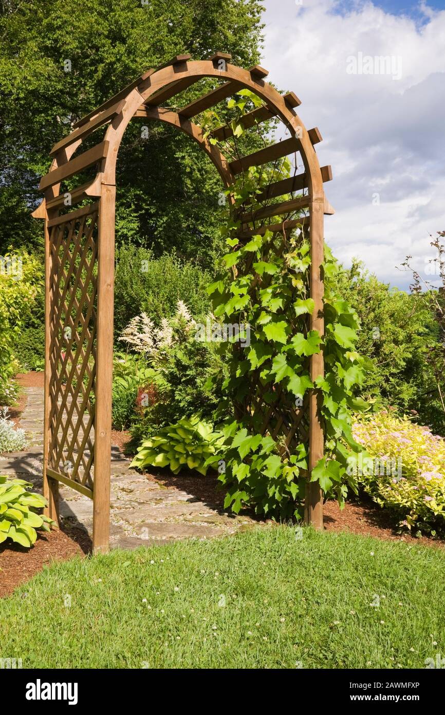 Vine arbour hi-res stock photography and images - Alamy