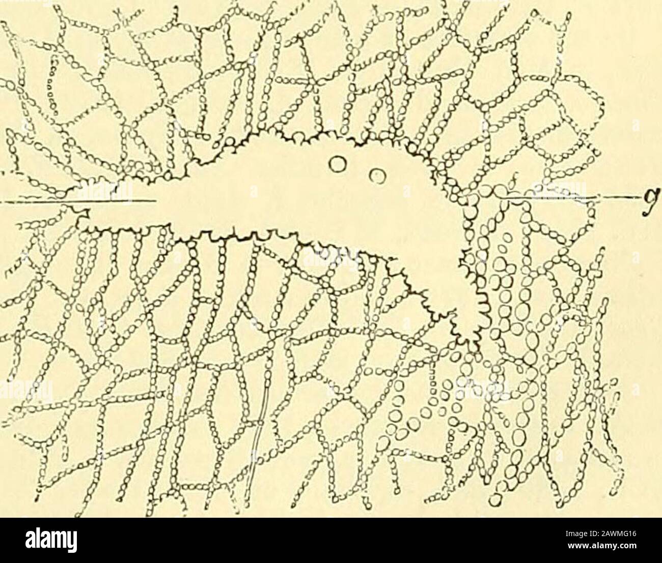 Quain's elements of anatomy . of granules or globules,which ...