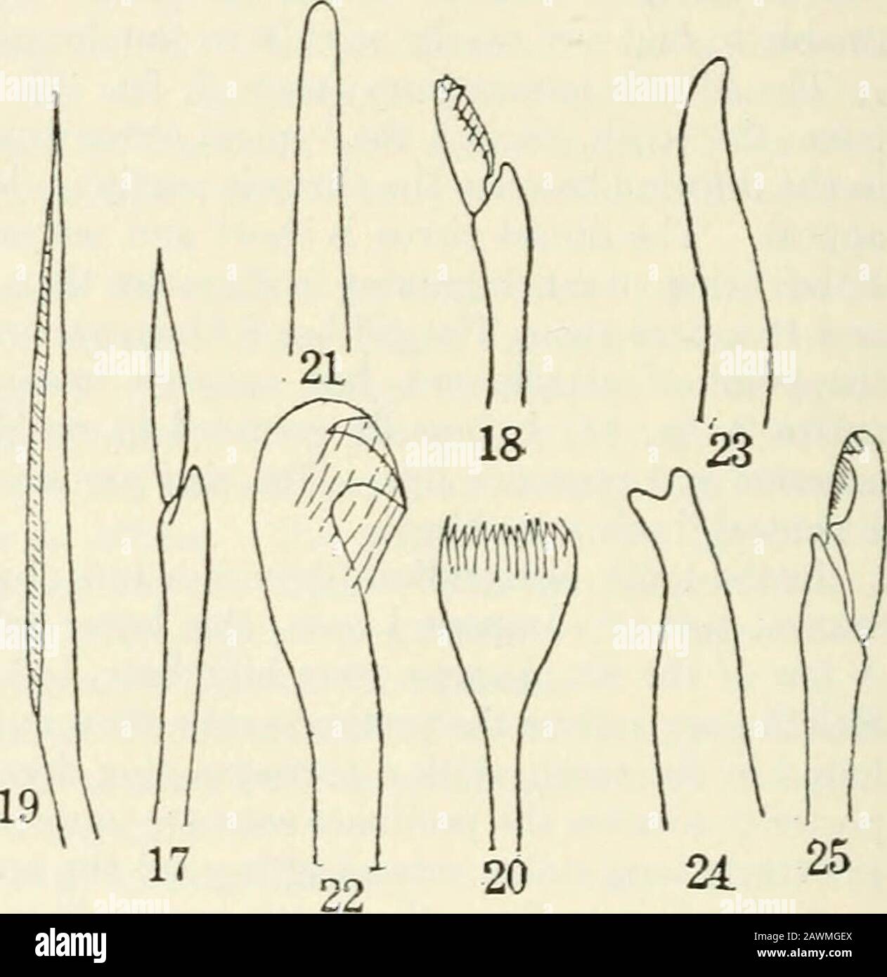 Seta simple hi-res stock photography and images - Alamy