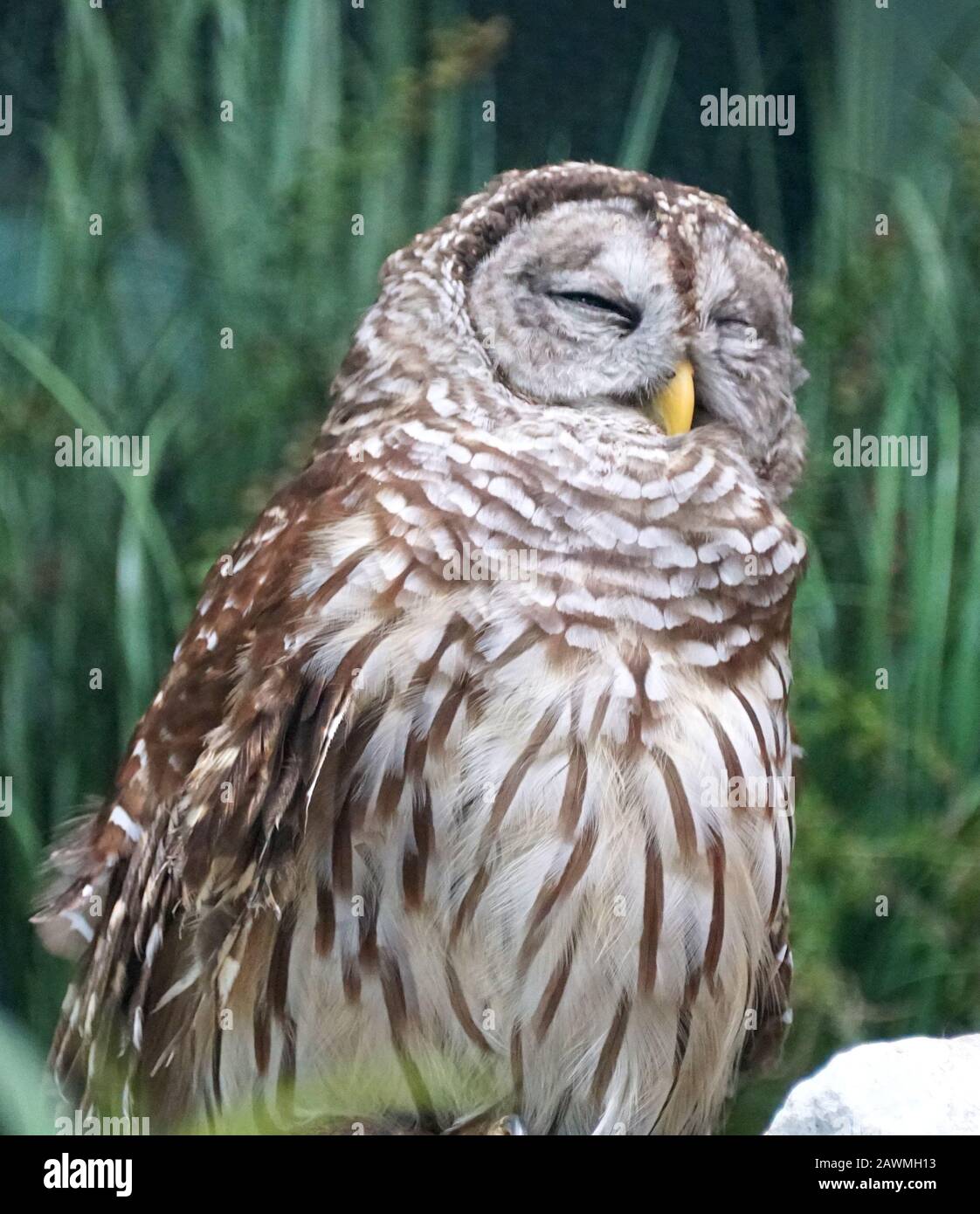 Hoot owl hi-res stock photography and images - Alamy