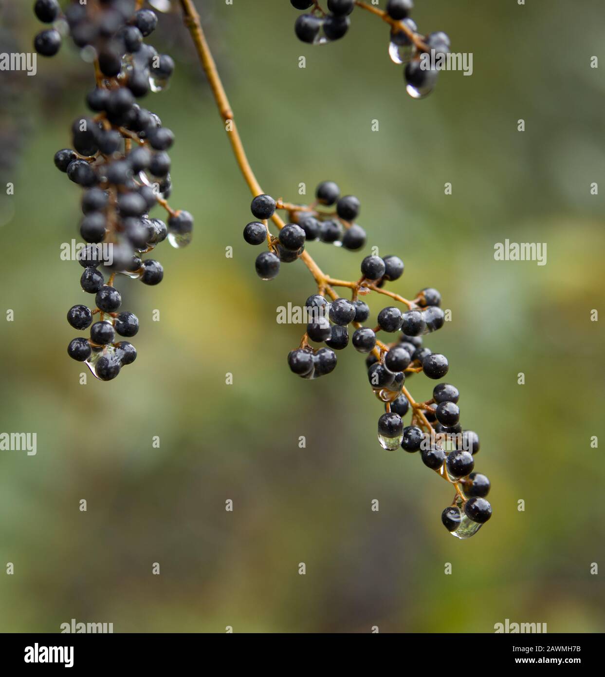 American Olive (Cartrema americanus) - Hall County, Georgia. Water ...