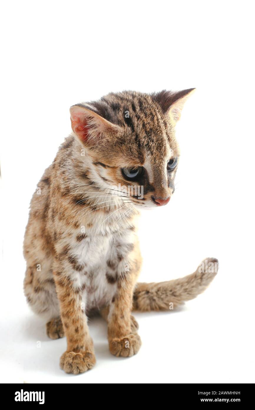 The asian leopard cat or Sunda leopard cat (Prionailurus bengalensis ...