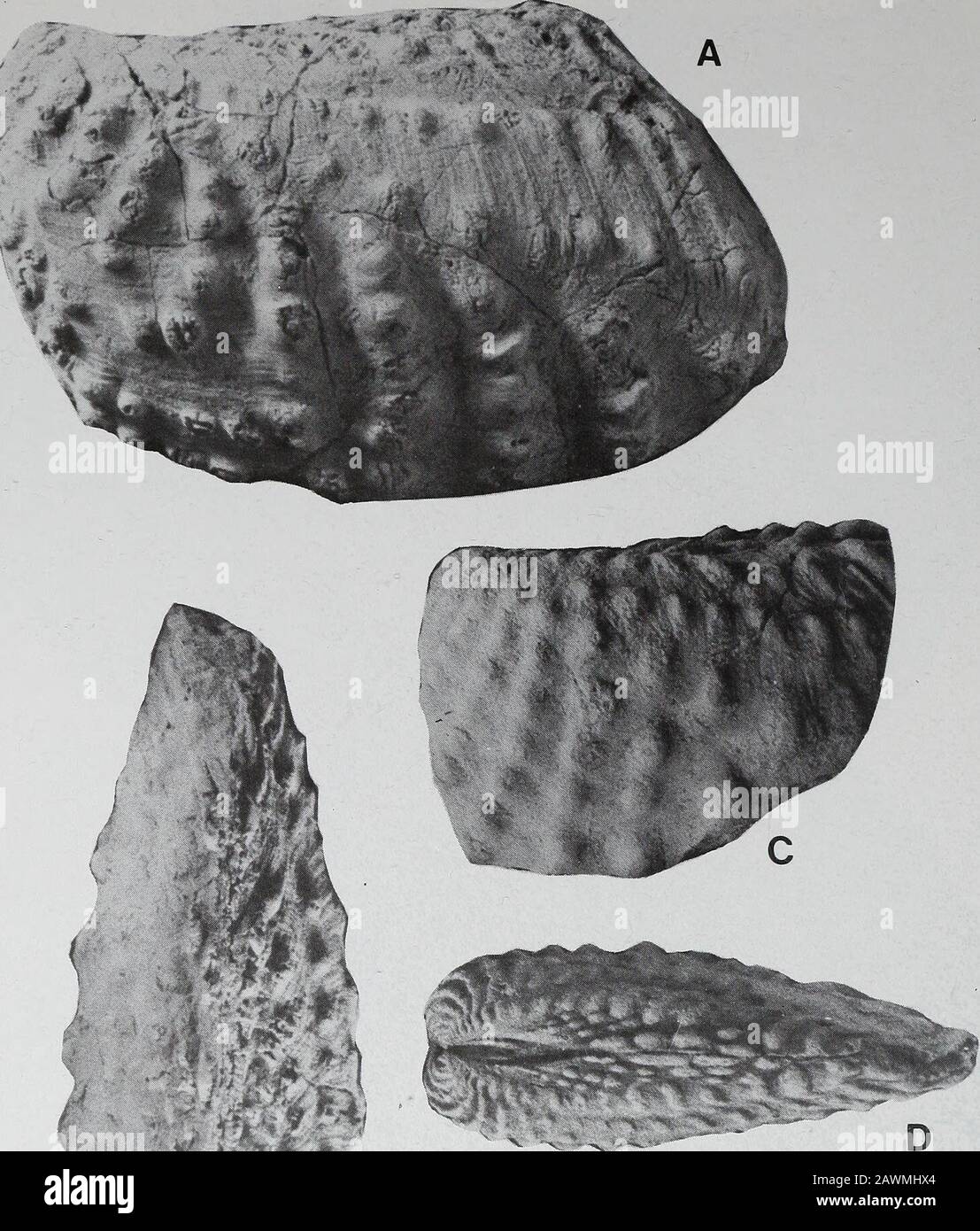 Annals of the South African MuseumAnnale van die Suid-Afrikaanse Museum ...