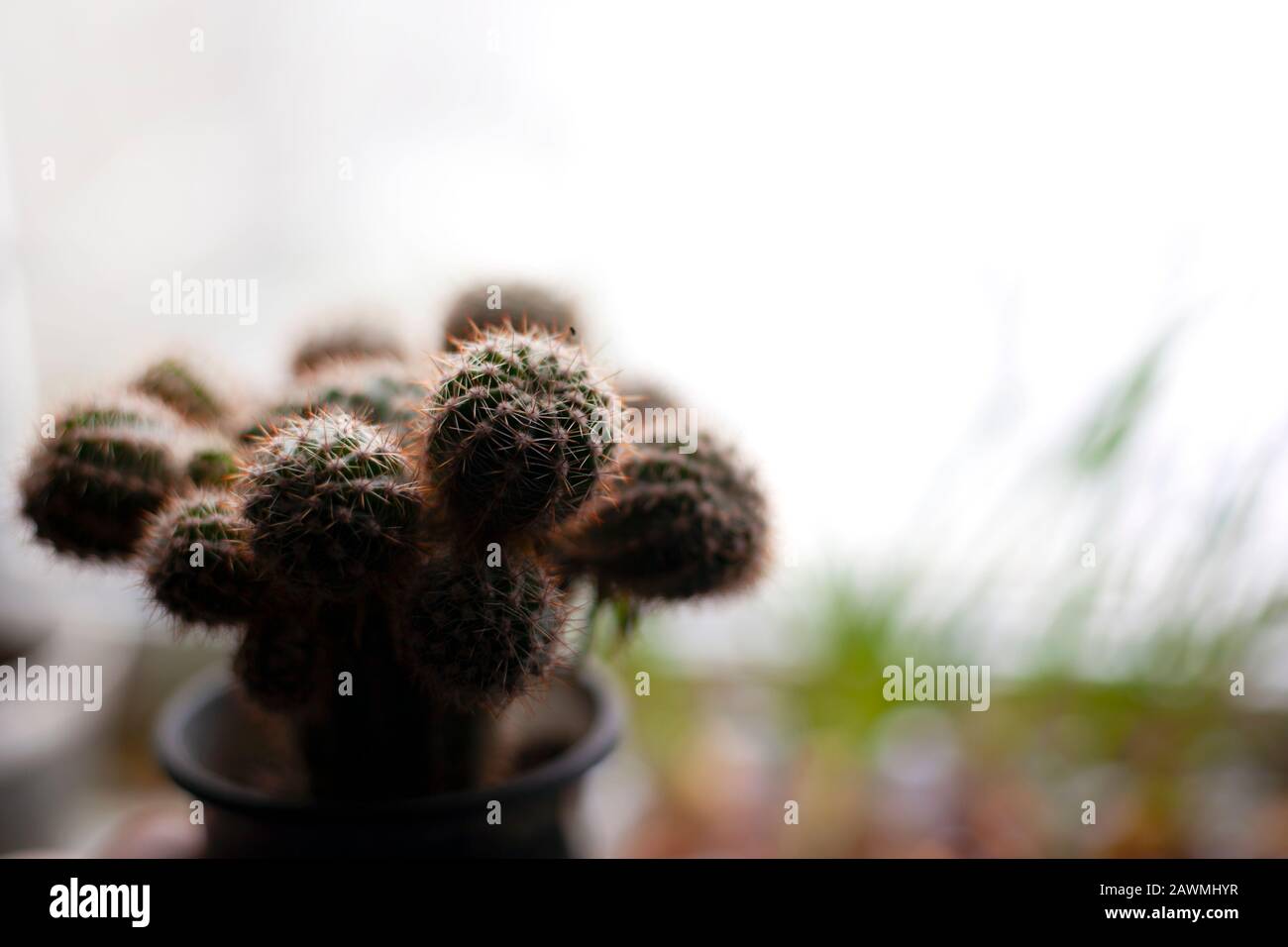 beautiful prickly cactus on the window background Stock Photo - Alamy