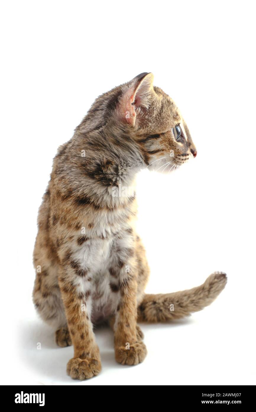 The asian leopard cat or Sunda leopard cat (Prionailurus bengalensis ...