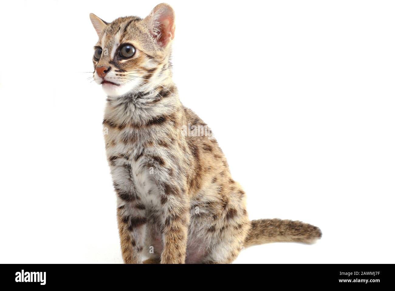 The asian leopard cat or Sunda leopard cat (Prionailurus bengalensis ...