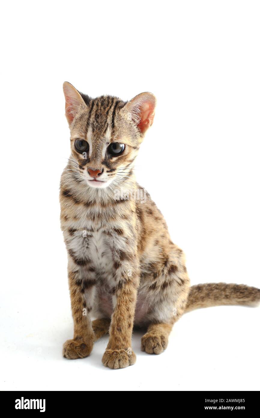 The asian leopard cat or Sunda leopard cat (Prionailurus bengalensis ...