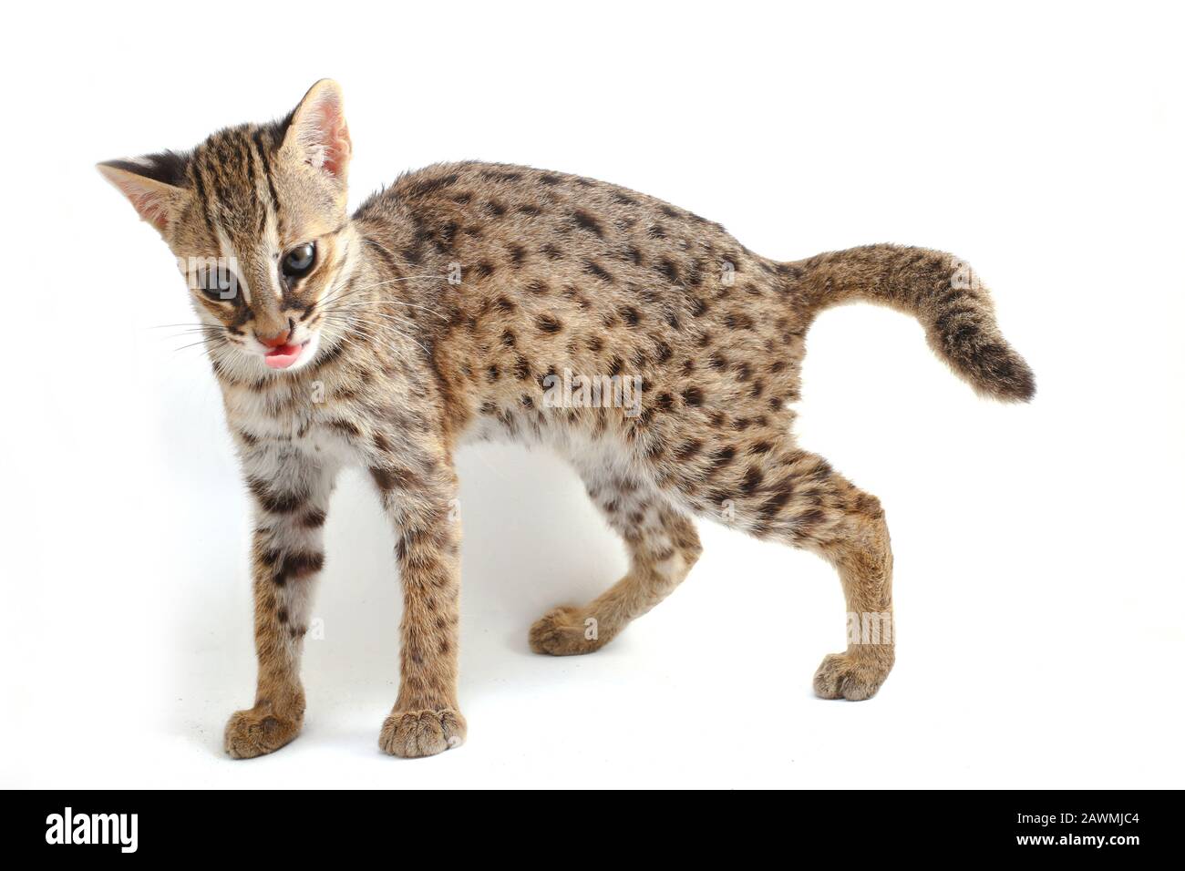 The asian leopard cat or Sunda leopard cat (Prionailurus bengalensis ...
