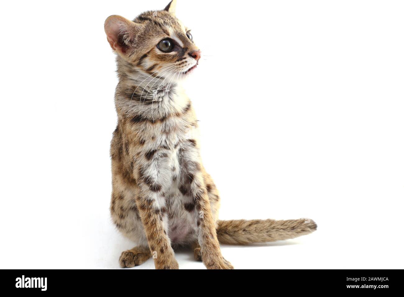 The asian leopard cat or Sunda leopard cat (Prionailurus bengalensis ...