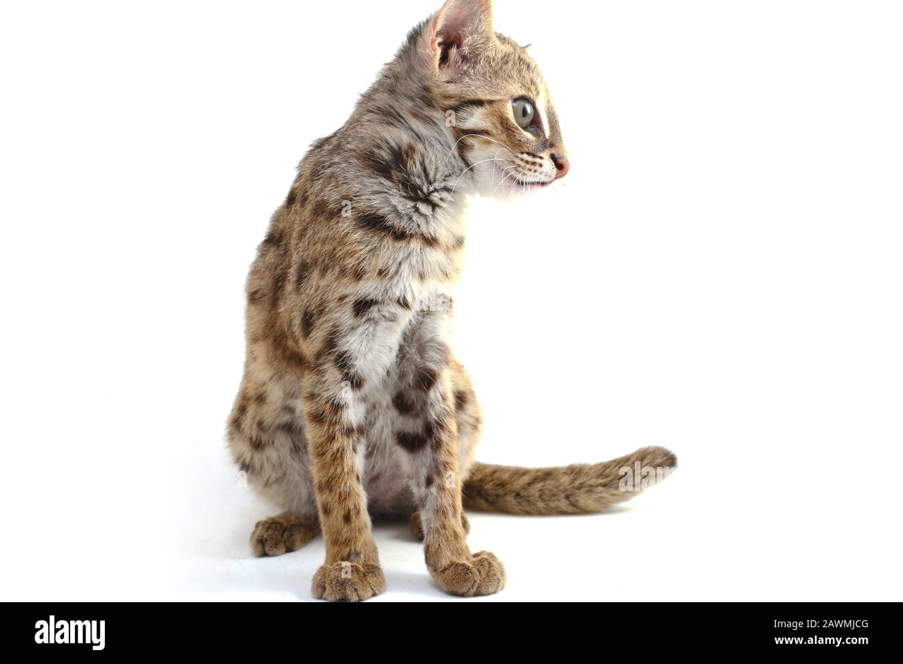 The asian leopard cat or Sunda leopard cat (Prionailurus bengalensis ...
