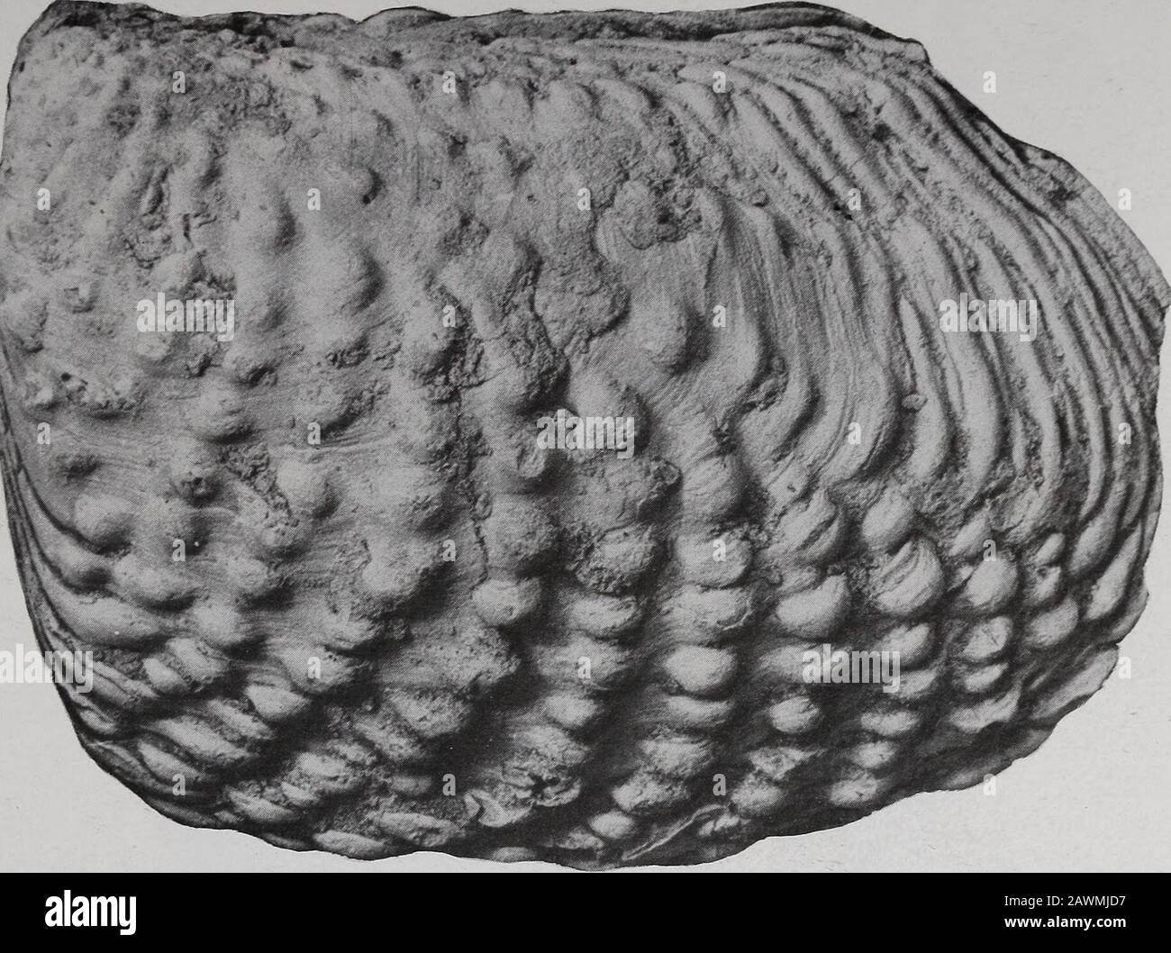 Annals of the South African MuseumAnnale van die Suid-Afrikaanse Museum ...