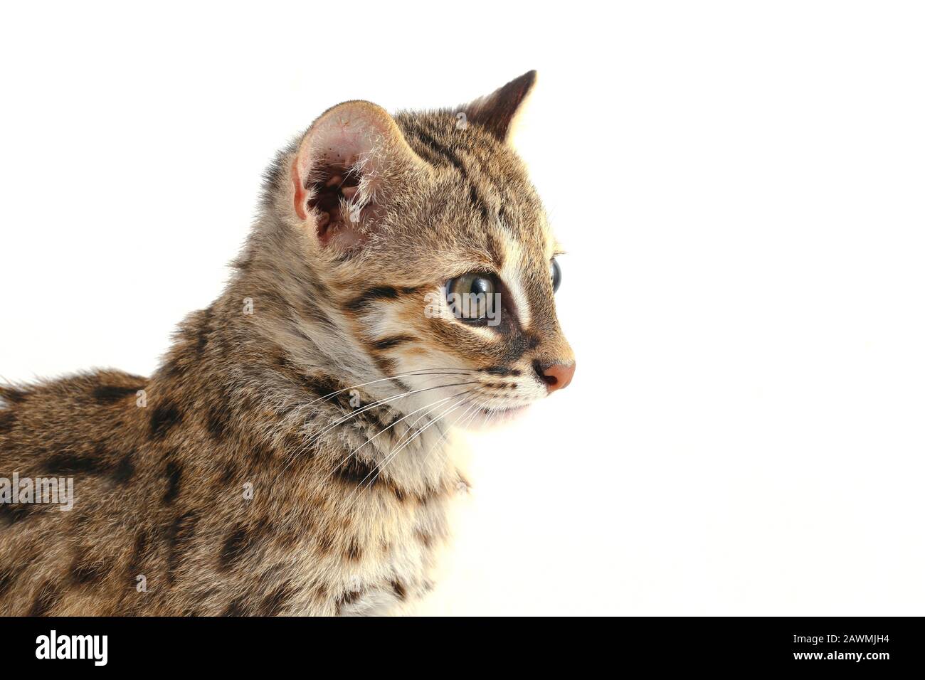 The asian leopard cat or Sunda leopard cat (Prionailurus bengalensis ...
