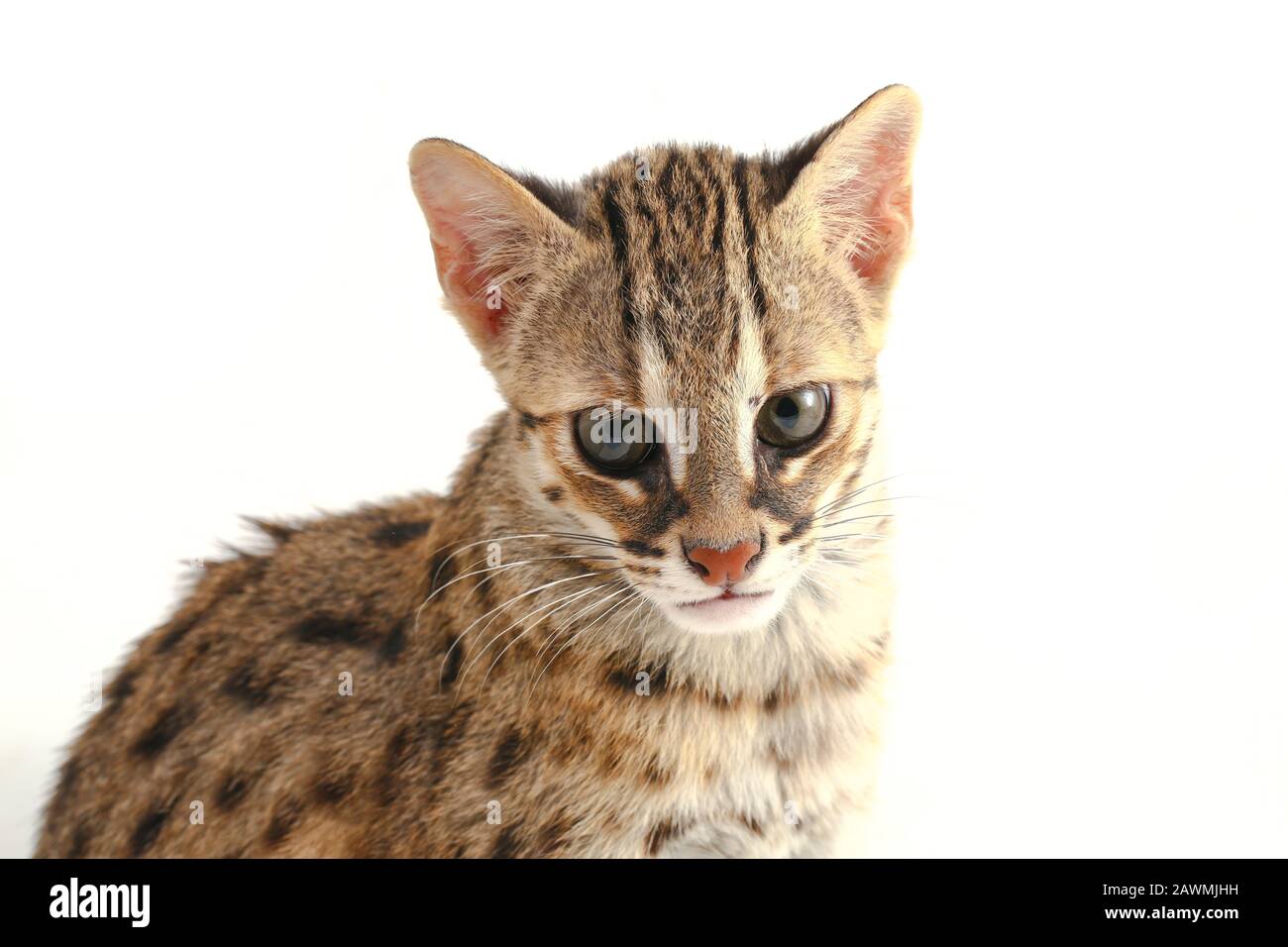 The asian leopard cat or Sunda leopard cat (Prionailurus bengalensis ...