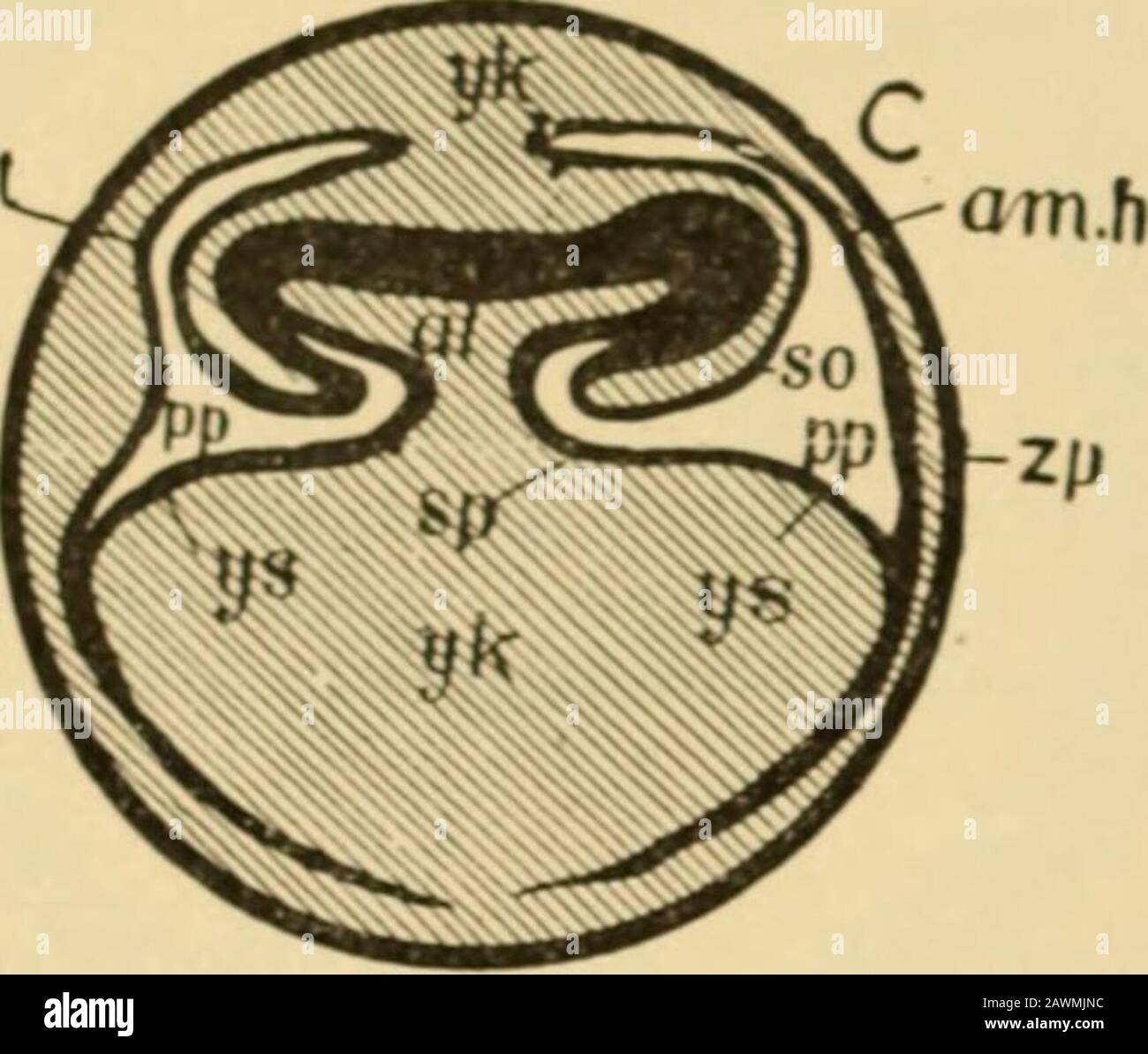 A system of obstetrics . am Stock Photo - Alamy