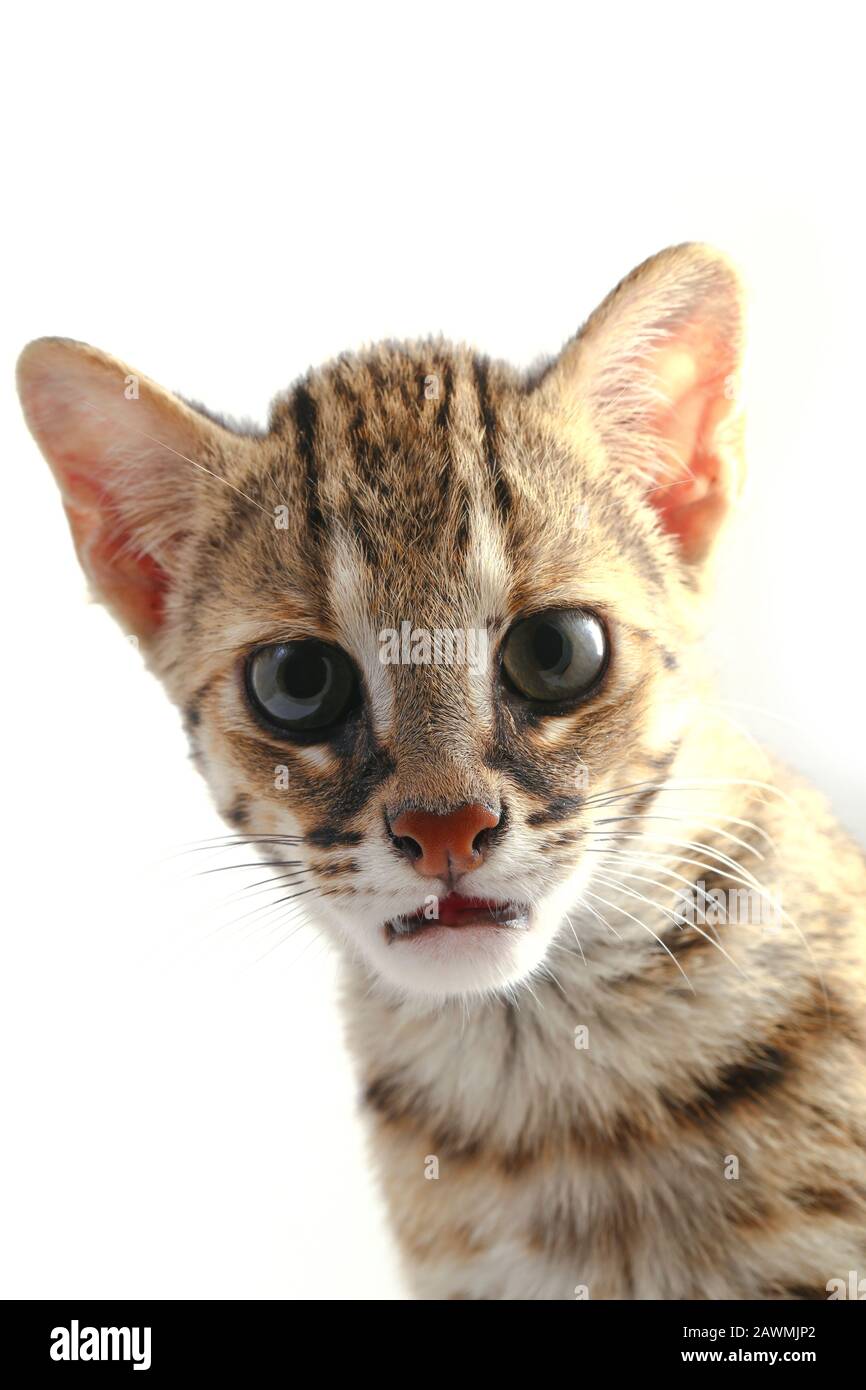 The asian leopard cat or Sunda leopard cat (Prionailurus bengalensis ...
