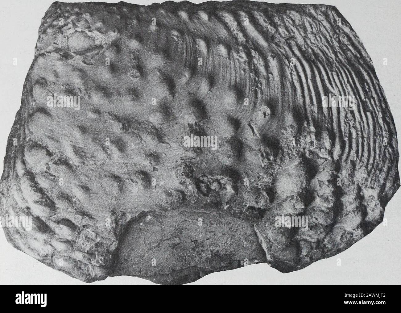Annals of the South African MuseumAnnale van die Suid-Afrikaanse Museum ...